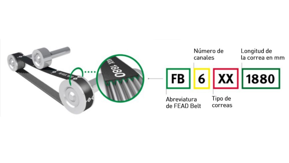 Correas auxiliares: todo lo que debes saber